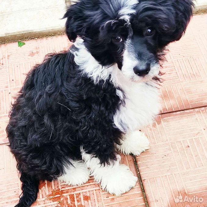 Пуховички, мальчики