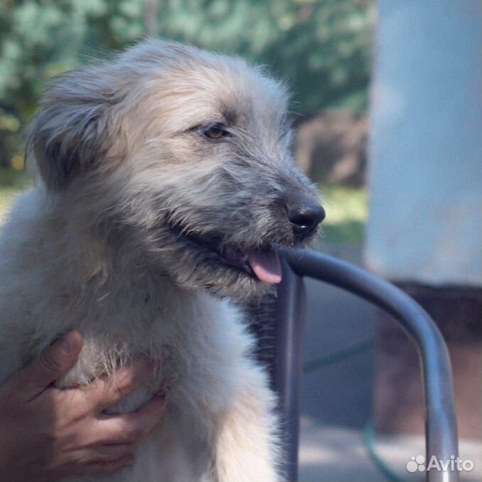 Умный мальчик ищет дом