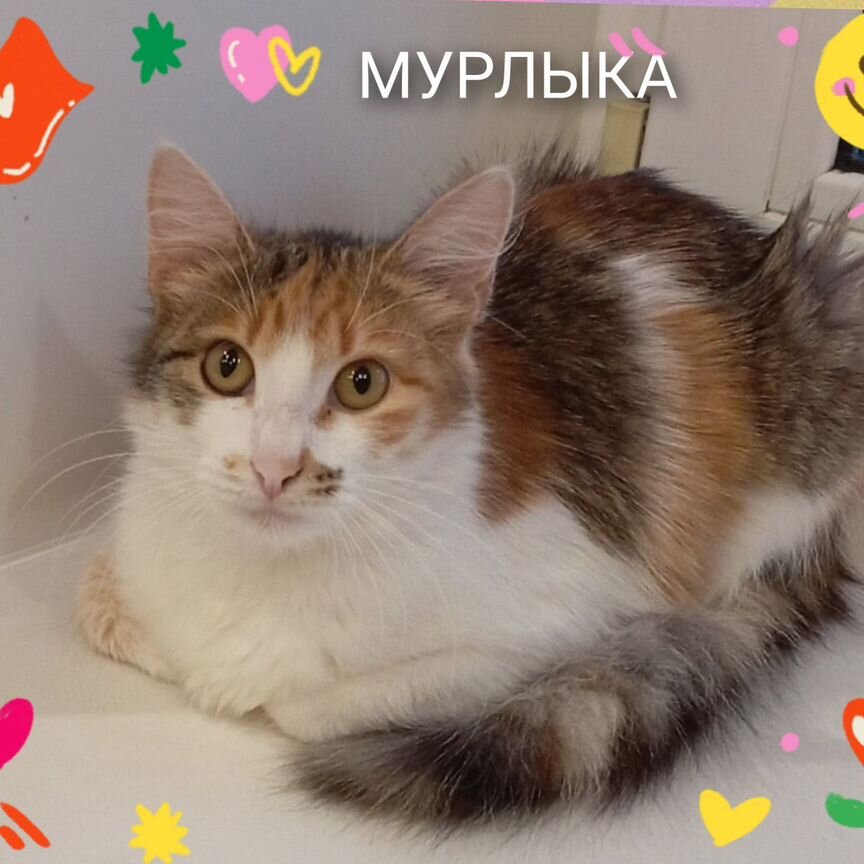 Девочка 6 мес. Стерилизована