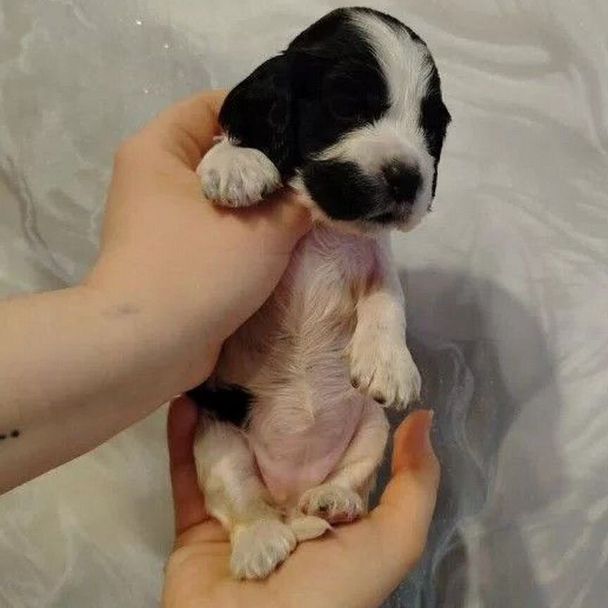 Английский кокер-спаниель, щенок