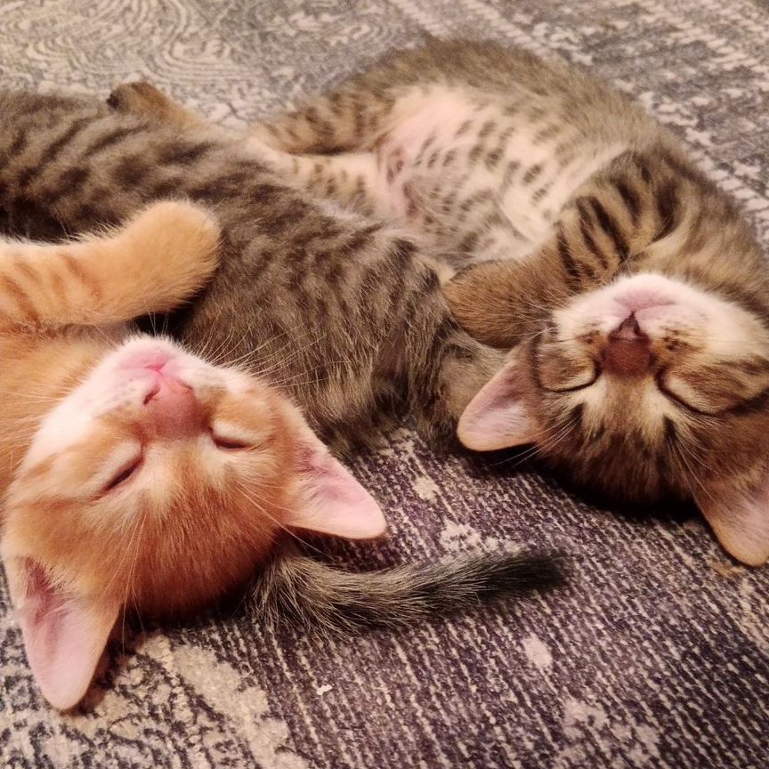 Котятки продам