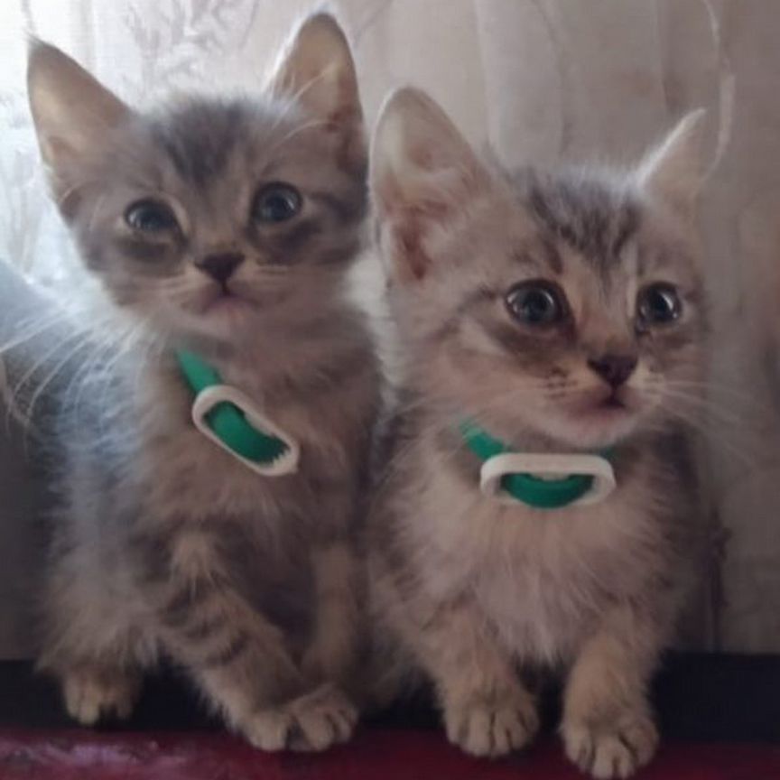 Котята ищут новый дом