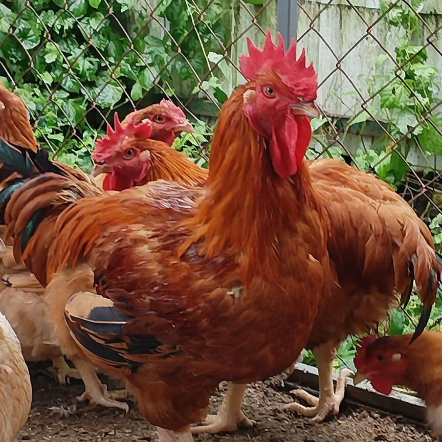 Инкубационное яйцо цветного бройлера