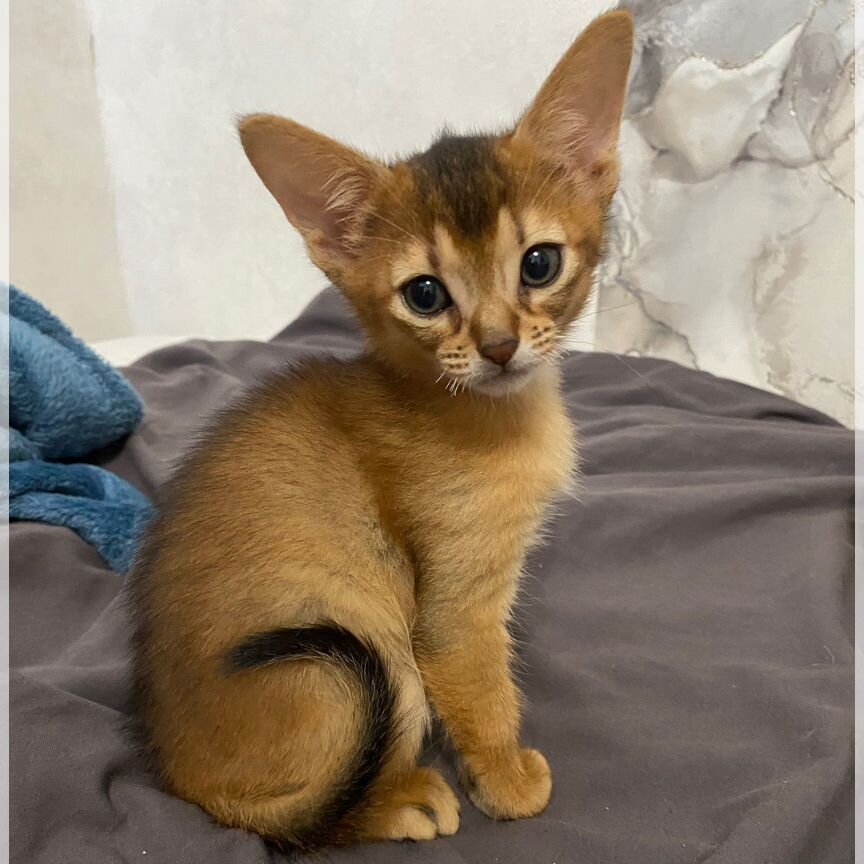 Абиссинский котёнок