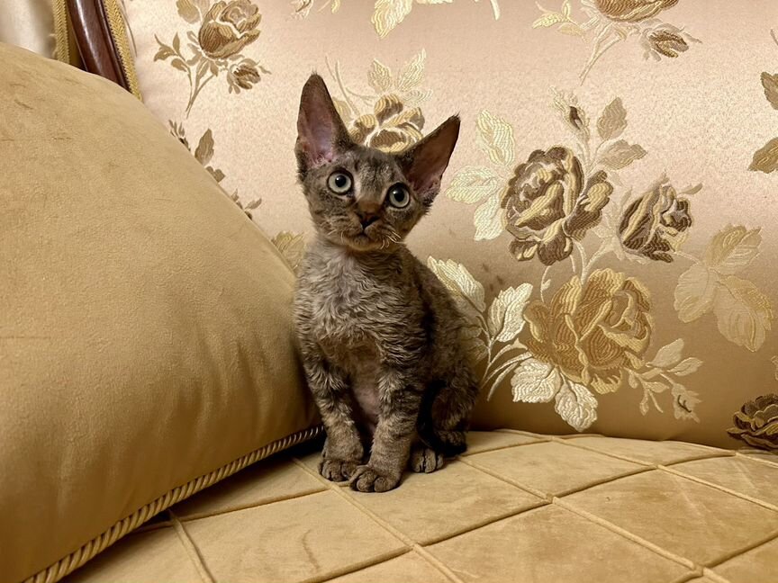 Девон-рекс тигровый Шурик