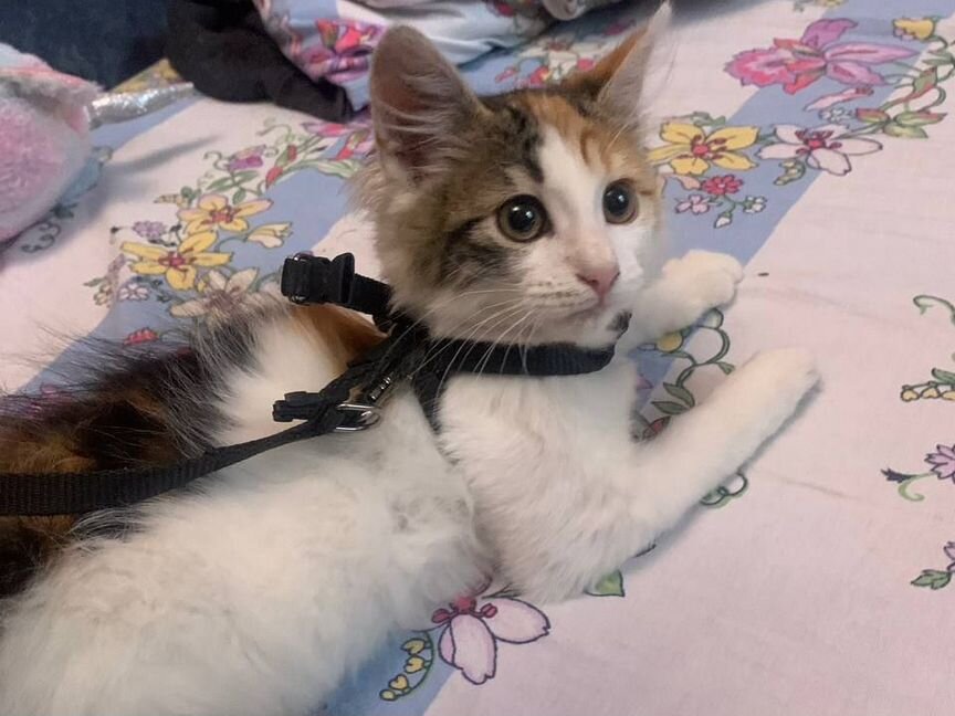 Котенок Асоль