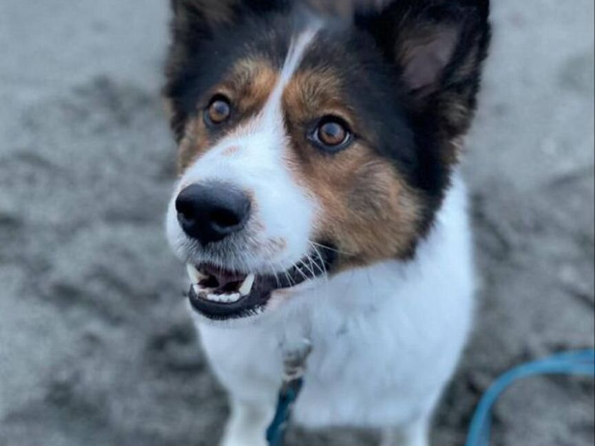 Амурчик в добрые руки