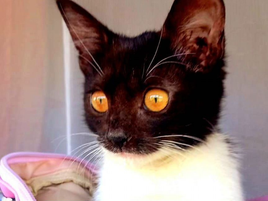 Котёнок Сильва ищет дом