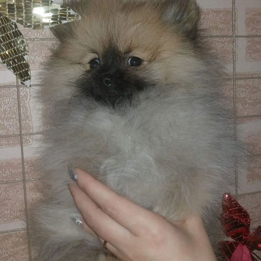 Шпиц super Перс