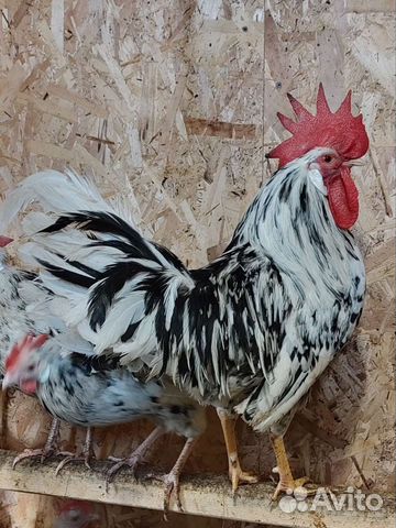 Инкубационное яйцо Леггорн пёстрый (долматинец)