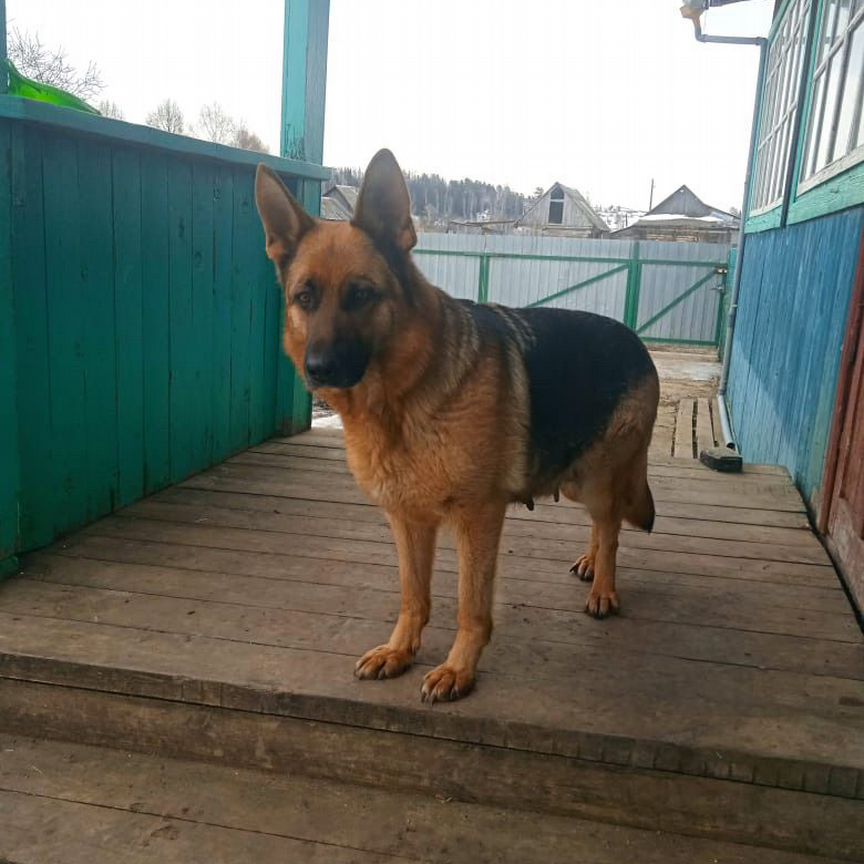 Немецкая овчарка