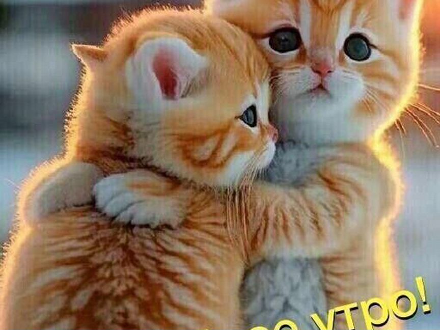 Пристраиваем котят в добрые руки