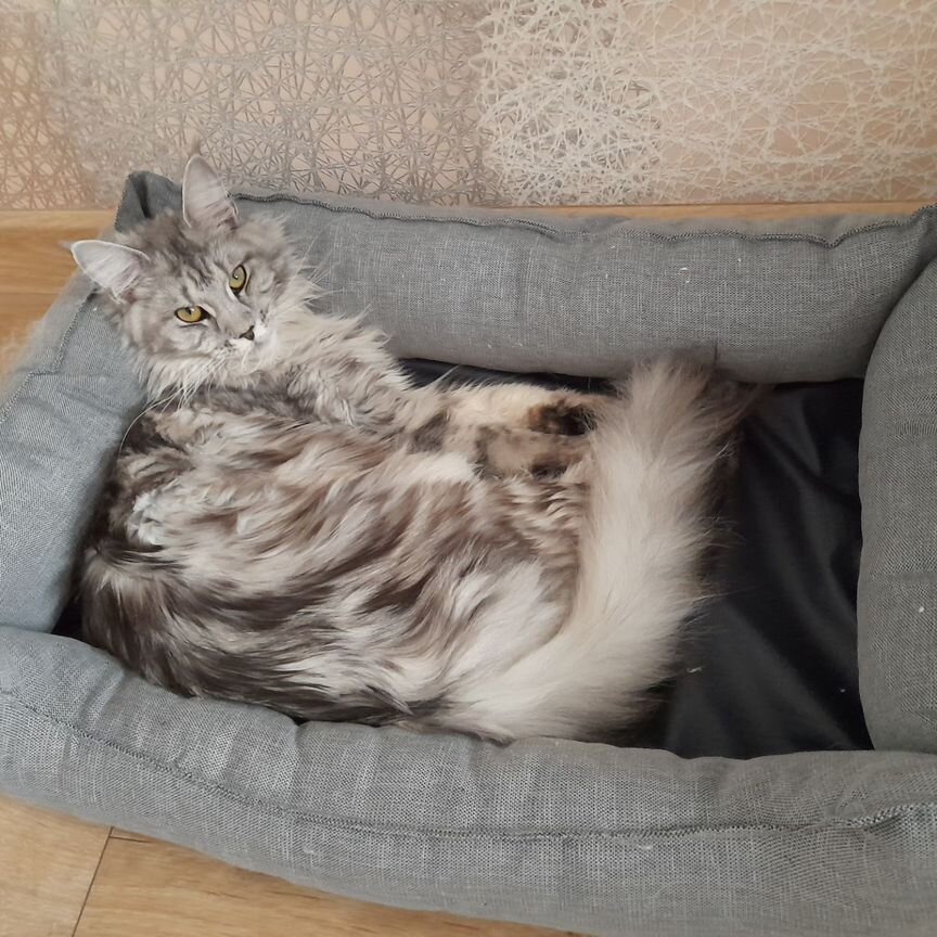 Вязка кошек уфа