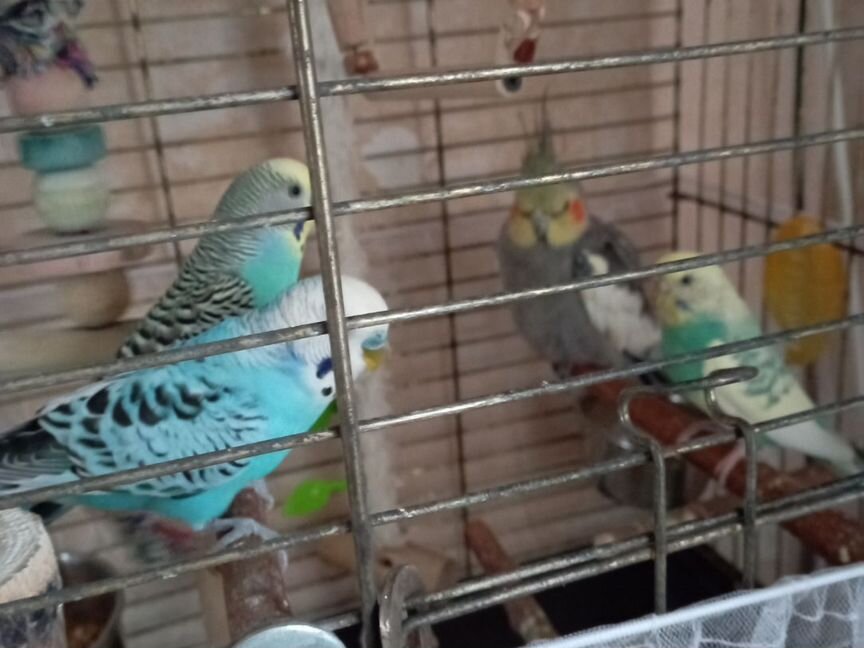 Попугай корелла мальчик в хорошие руки