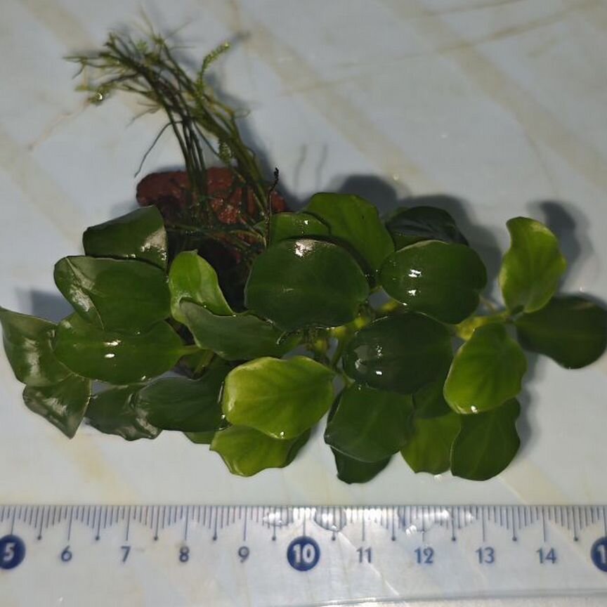 Аквариумные растения