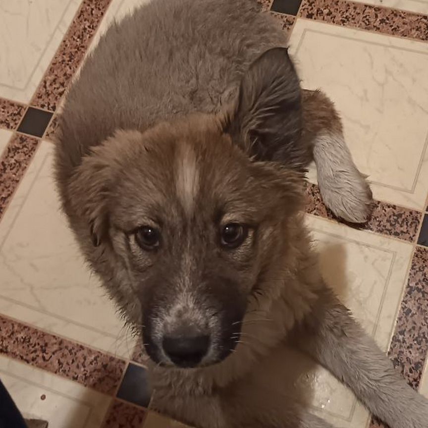 Щенок в добрые руки