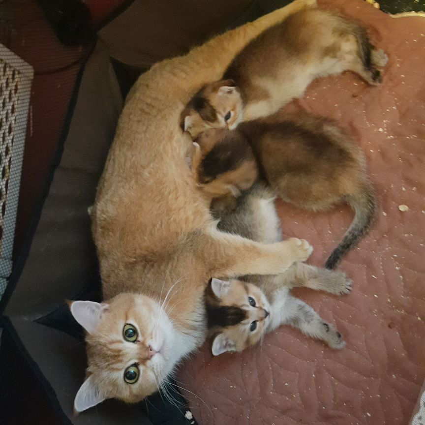 Шатланские вислоухие котята