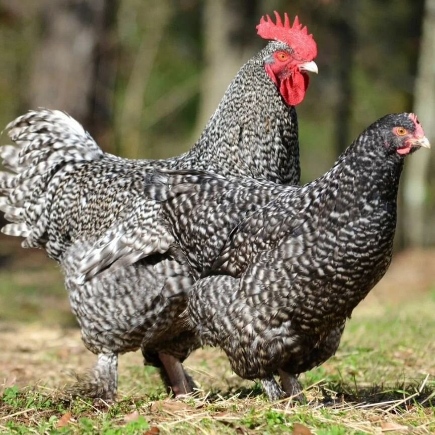 Петух молодой