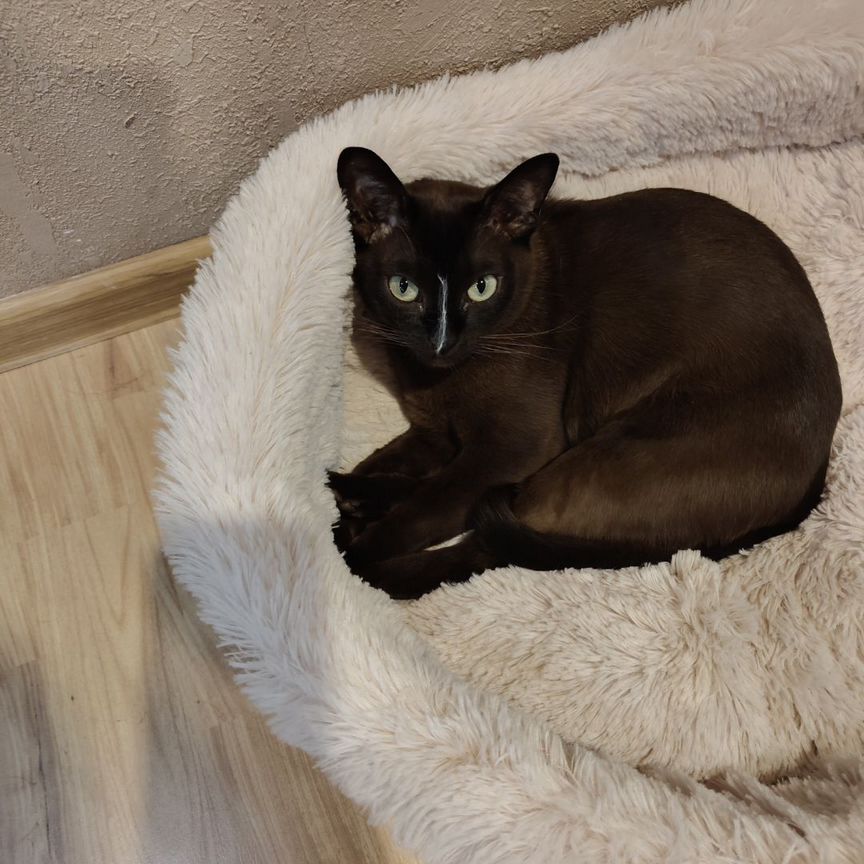 Взрослая, Девочка кошка в добрые руки