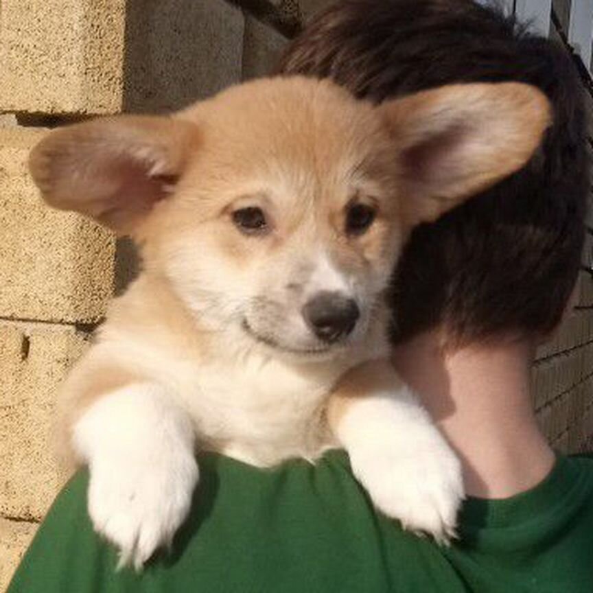 Вельш корги пемброк