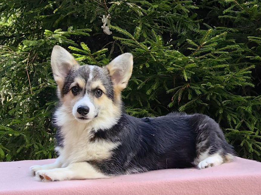 Вельш Корги Пемброк - девочка триколор