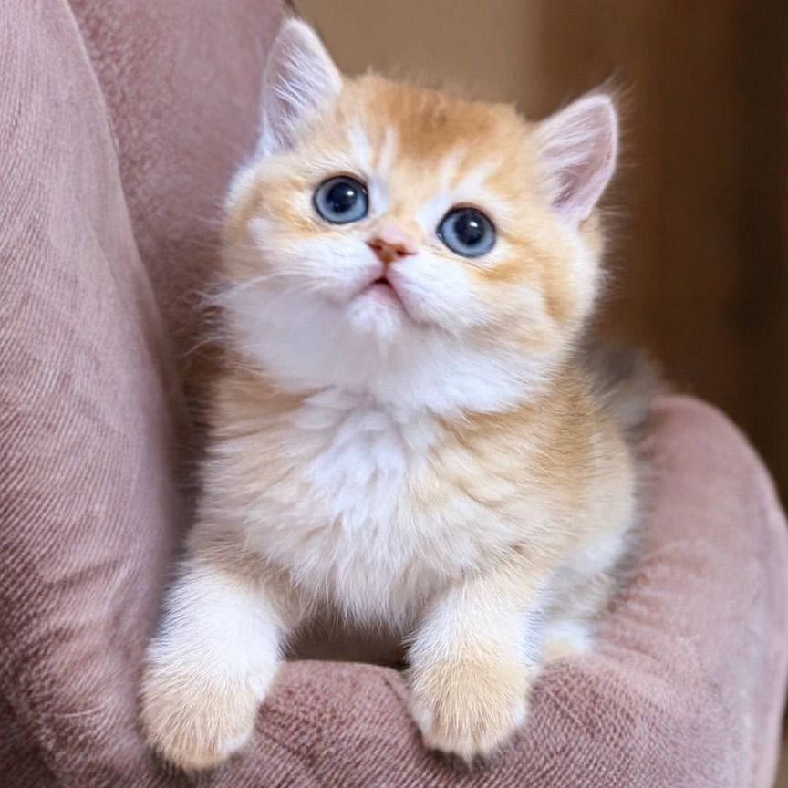 Британский короткошёрстный котёнок