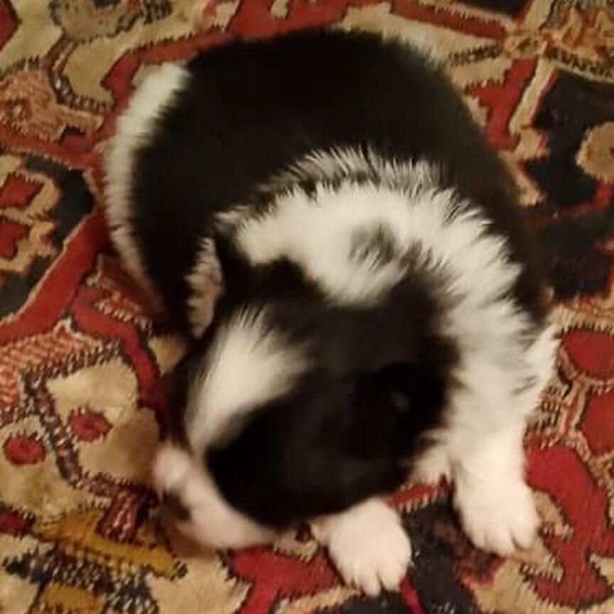 Карликовый померанский шпиц