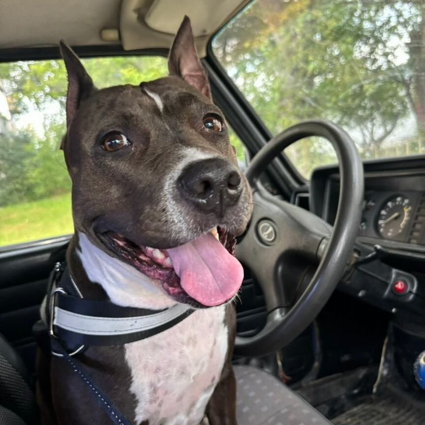 Отдам в добрые руки стафа стерилизованая