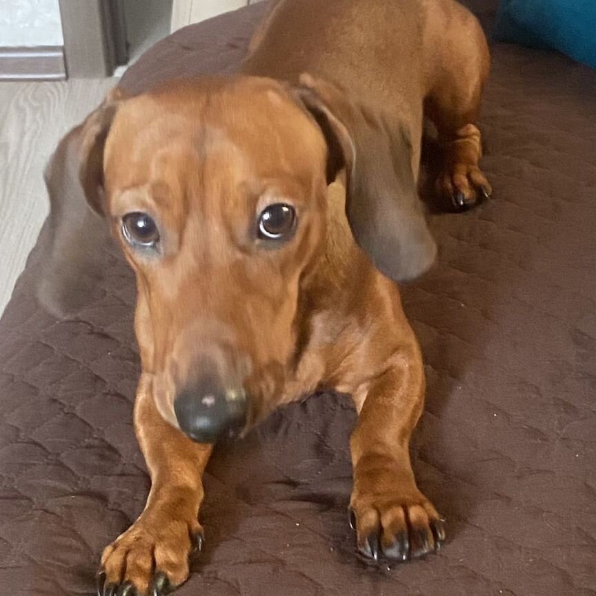 Такса, щенок