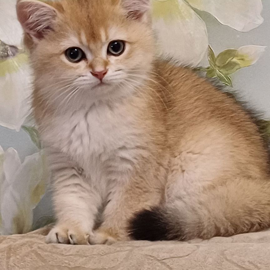 Котята в золотых шубках