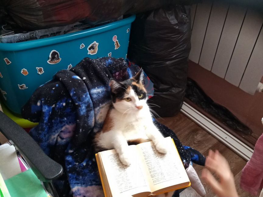 Трехцветная кошка