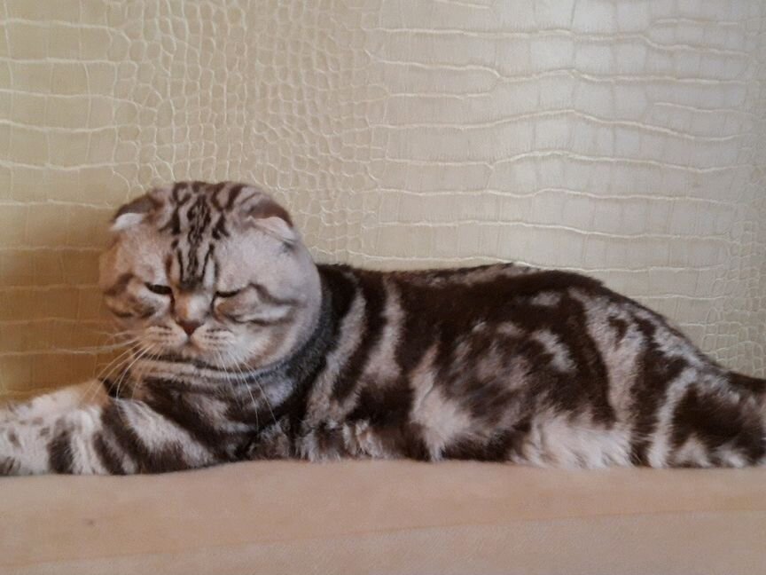 Вислоухий кот ждет на вязку