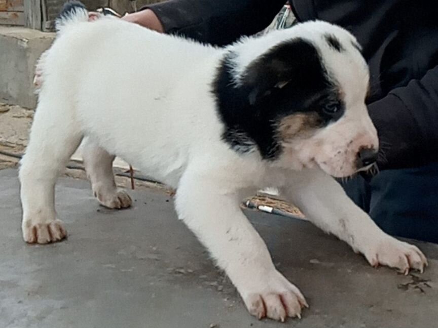 Среднеазиатская овчарка алабай щенки