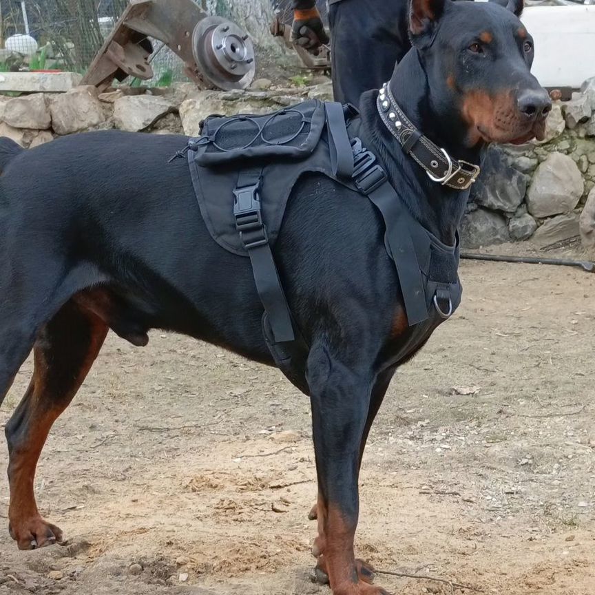 Доберман, вязка