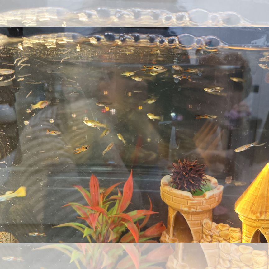 Дикие серые гуппи