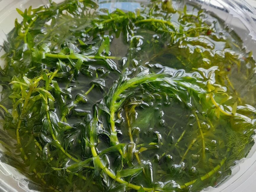 Трава для аквариума элодея