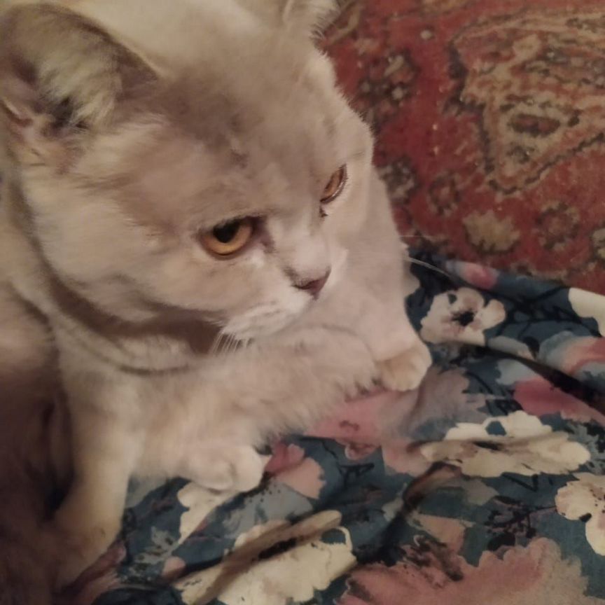 Кошка в добрые руки