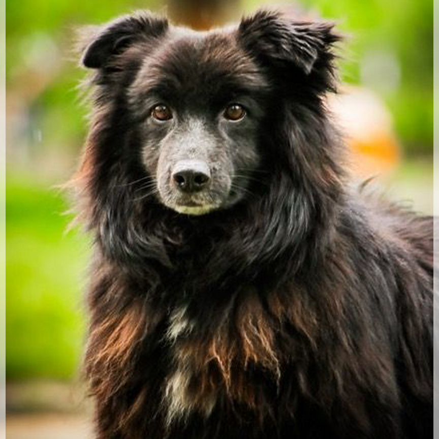 Взрослый пёс в добрые руки