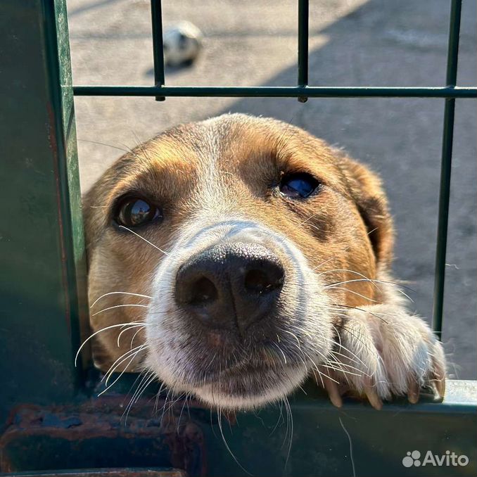 Нежная Веста грустит в приюте