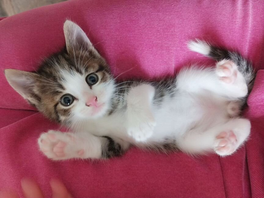 Котята в добрые руки 1 месяц