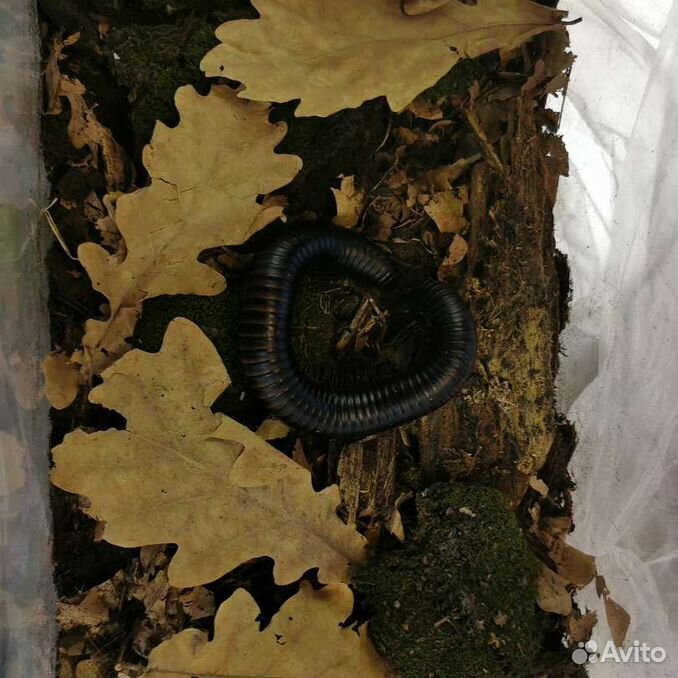 Гигантский кивсяк (Archispirostreptus gigas)