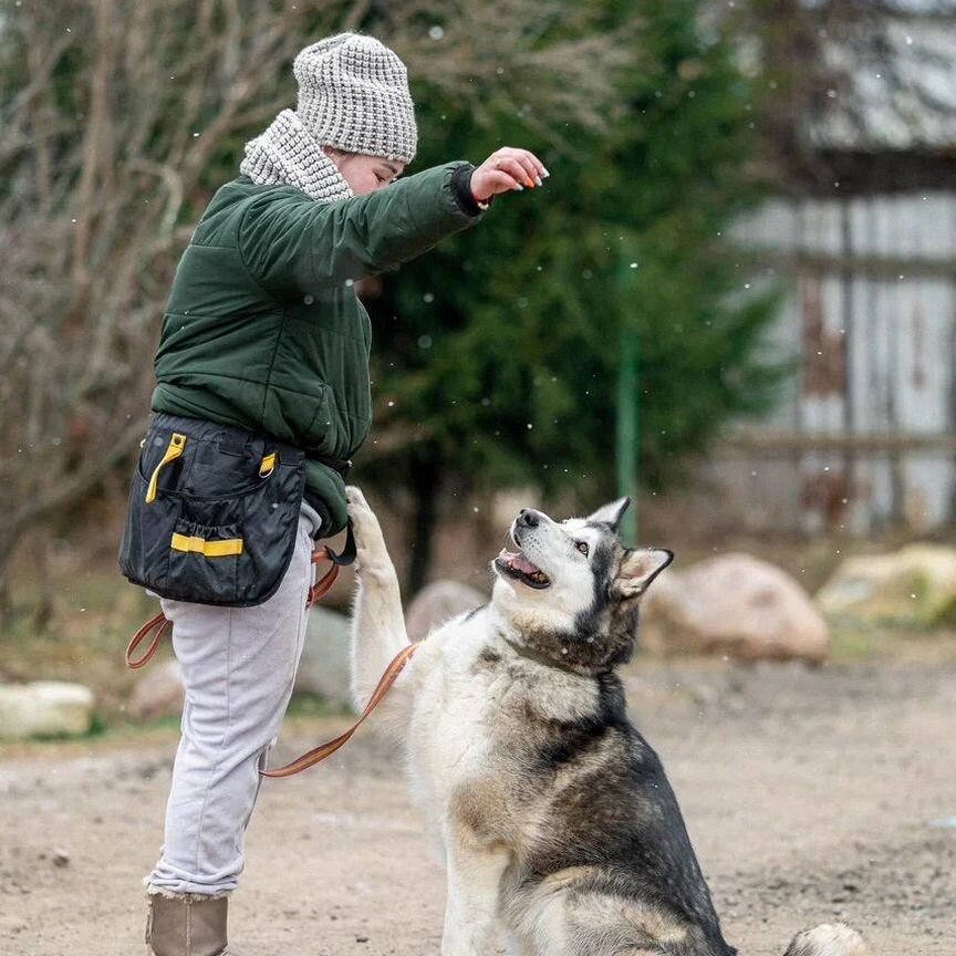 Маламут Джесси ждет тебя, хозяин