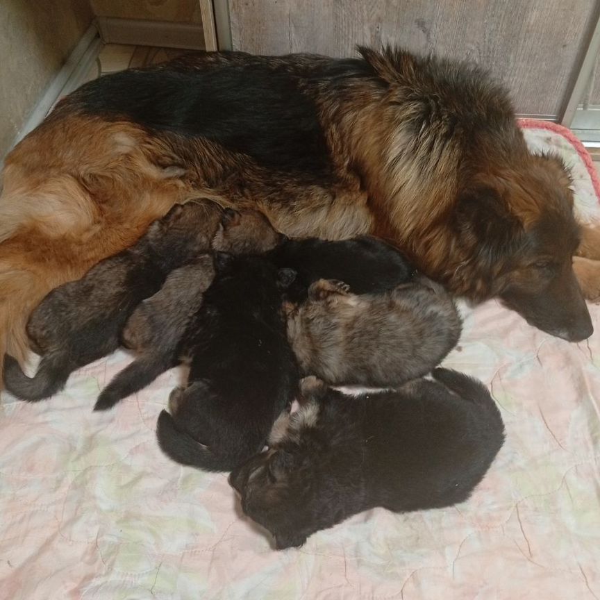 Немецкая овчарка, щенок