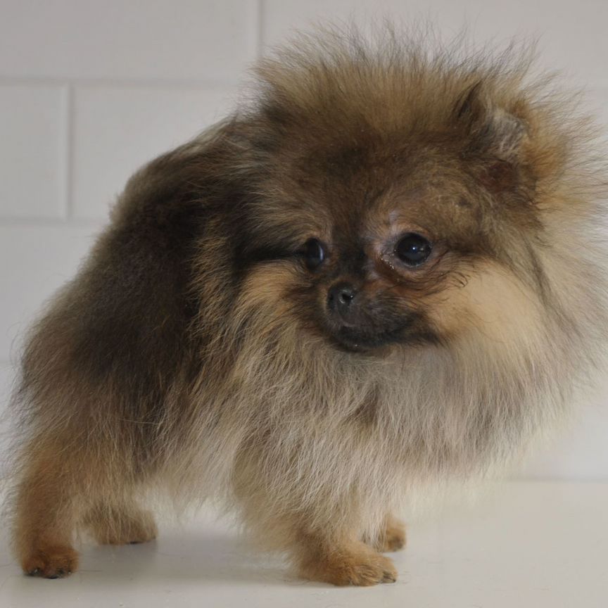 Супер-карлик до 1,5 кг