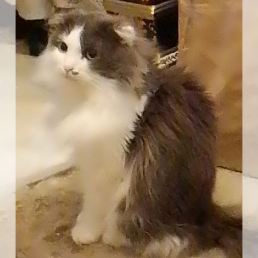 Шотландский вислоухий длинношёрстный, взрослый кот