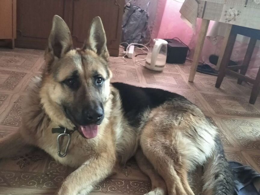 Вязка Кабель Овчарка