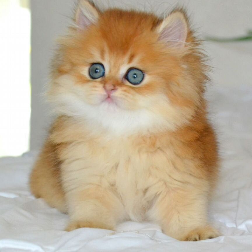Котята золотая шиншилла
