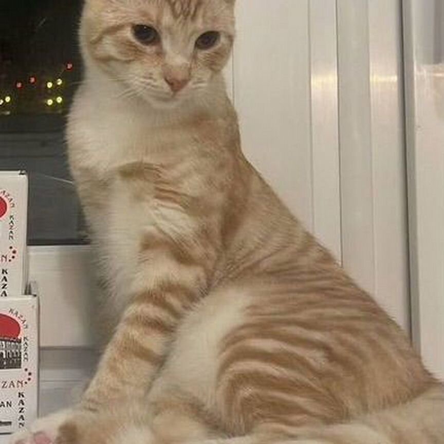 Рыжий красавец котенок ищет дом