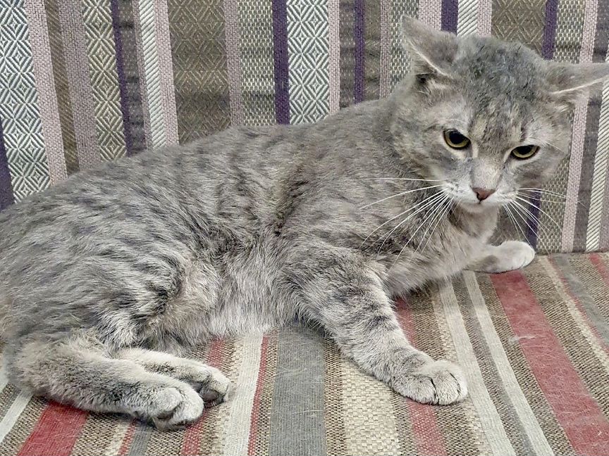 Приютите несчастного котика