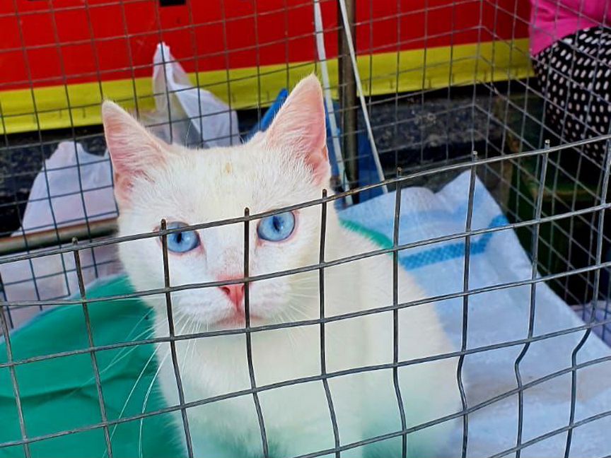 Спасите кису